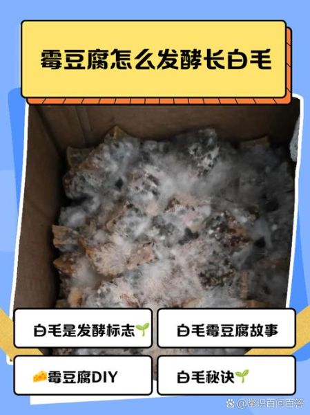 毛豆腐怎么做_毛豆腐为什么长白毛-第1张图片-山城妙识