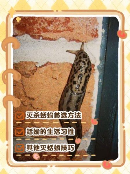 蛞蝓对人体有什么危害_蛞蝓会传播寄生虫吗-第1张图片-山城妙识