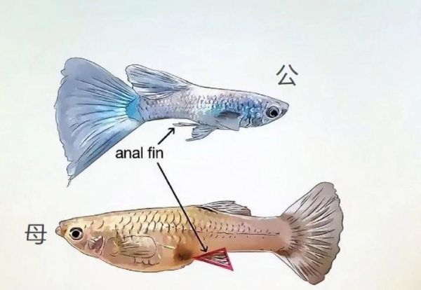 雄鱼图片高清_雄鱼怎么分辨公母-第1张图片-山城妙识