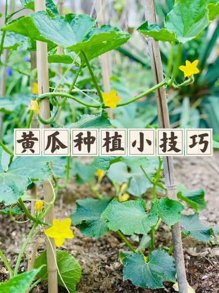 黄瓜种植技术_黄瓜管理要点-第1张图片-山城妙识
