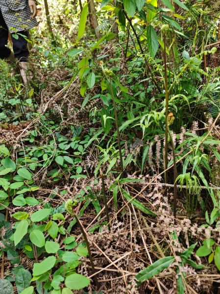 干蕨菜怎么泡开快_干蕨菜快速泡发技巧-第2张图片-山城妙识