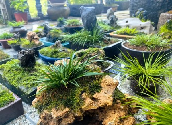 菖蒲盆景怎么养_菖蒲盆景图片欣赏-第1张图片-山城妙识