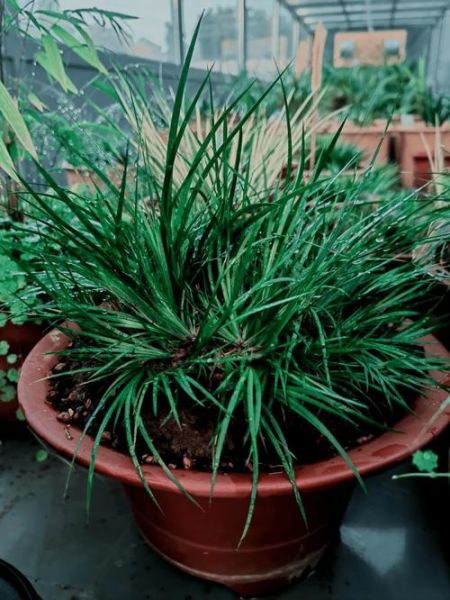 菖蒲盆景怎么养_菖蒲盆景图片欣赏-第3张图片-山城妙识