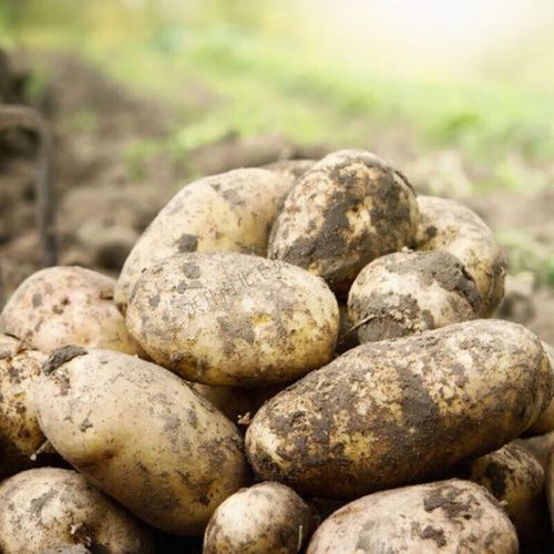 洋芋团团视频怎么做_洋芋团团视频教程-第3张图片-山城妙识 洋芋团团视频怎么做_洋芋团团视频教程-第3张图片-山城妙识