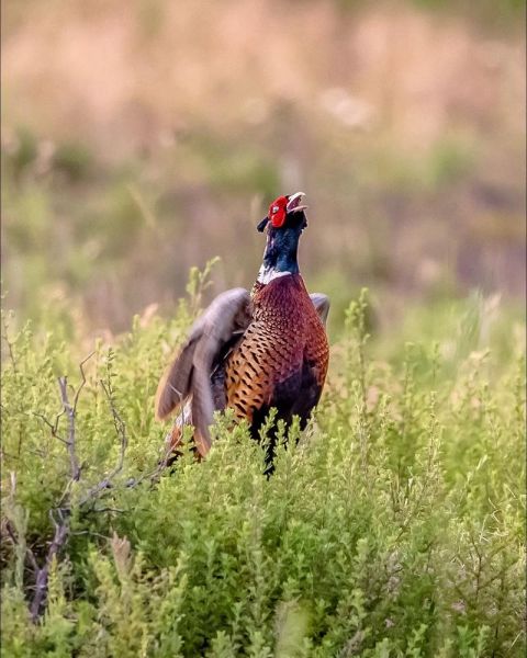 鸡叫声音播放_如何下载高品质鸡鸣音频-第2张图片-山城妙识 鸡叫声音播放_如何下载高品质鸡鸣音频-第2张图片-山城妙识
