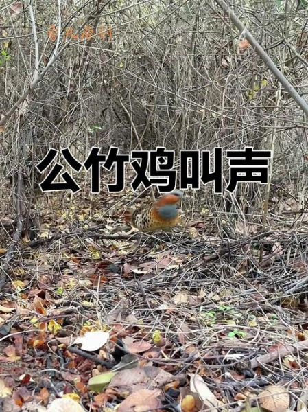 鸡叫声音播放_如何下载高品质鸡鸣音频-第1张图片-山城妙识 鸡叫声音播放_如何下载高品质鸡鸣音频-第1张图片-山城妙识