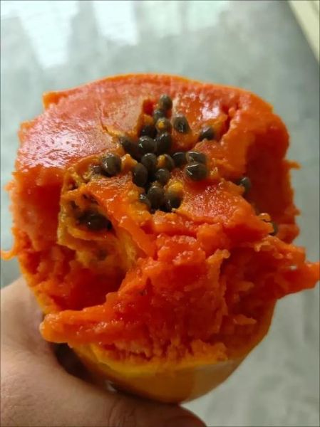 木瓜中间的籽能吃吗_木瓜籽的功效与禁忌-第3张图片-山城妙识