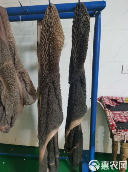 牛肚上的黑绒要不要洗掉_牛肚黑绒怎么去除-第1张图片-山城妙识 牛肚上的黑绒要不要洗掉_牛肚黑绒怎么去除-第1张图片-山城妙识