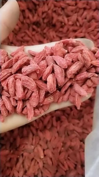 红枸杞一天吃多少粒最好_红枸杞一天吃多少粒不上火-第1张图片-山城妙识