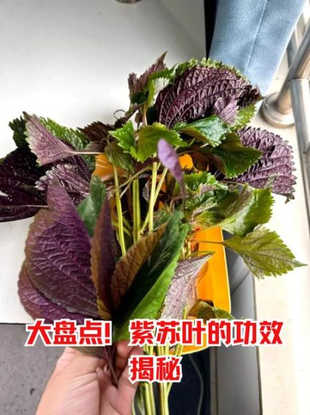 紫苏晒干后有什么作用_紫苏叶晒干后怎么保存-第2张图片-山城妙识