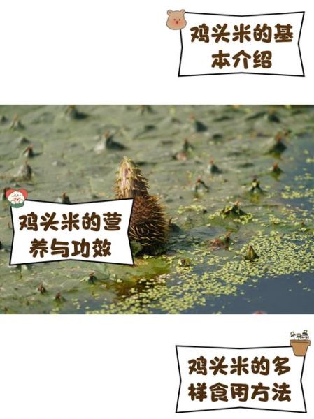 鸡头米怎么保存_鸡头米冷冻还是冷藏-第1张图片-山城妙识