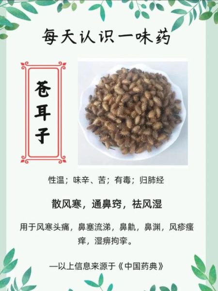 苍耳子用量多少克_苍耳子怎么用-第1张图片-山城妙识