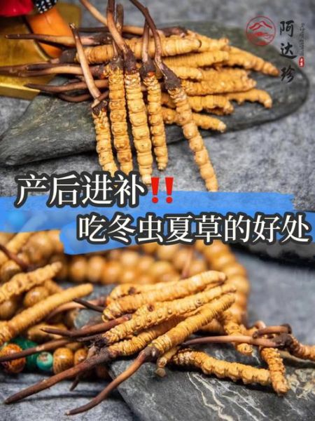 女人长期吃冬虫夏草的好处_有哪些-第3张图片-山城妙识