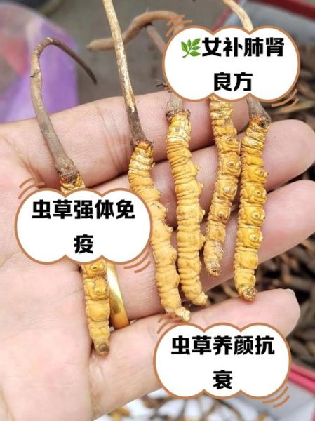 女人长期吃冬虫夏草的好处_有哪些-第1张图片-山城妙识