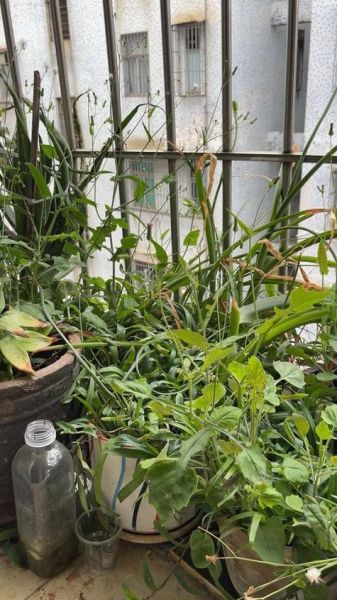 沙姜图片_沙姜香料怎么用-第1张图片-山城妙识 沙姜图片_沙姜香料怎么用-第1张图片-山城妙识