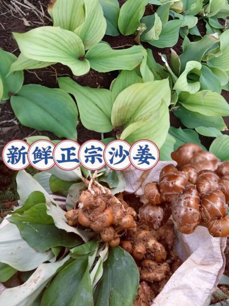 沙姜图片_沙姜香料怎么用-第3张图片-山城妙识 沙姜图片_沙姜香料怎么用-第3张图片-山城妙识