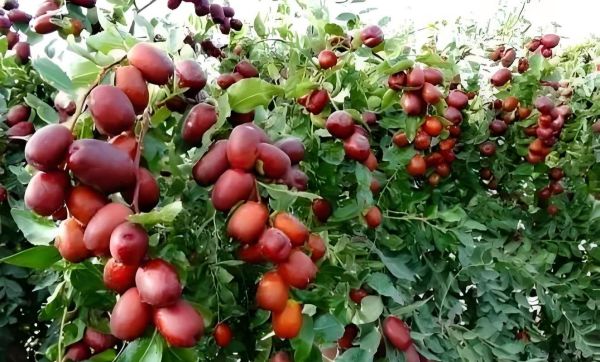 红枣树图片大全大图_如何辨别红枣树品种-第1张图片-山城妙识