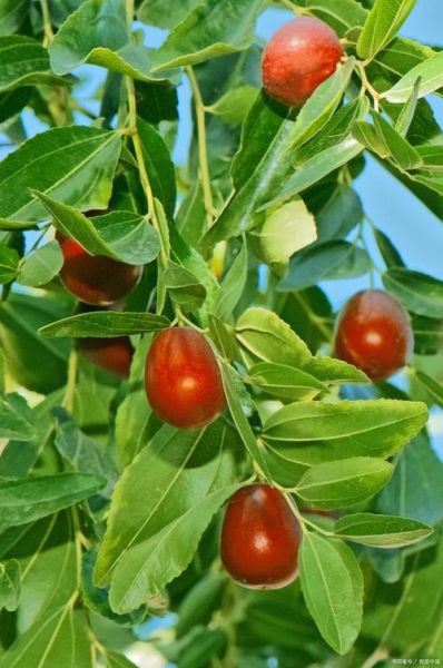 红枣树图片大全大图_如何辨别红枣树品种-第3张图片-山城妙识