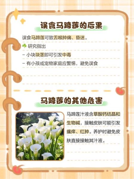 家里为什么不能养马蹄莲_马蹄莲有毒吗-第1张图片-山城妙识
