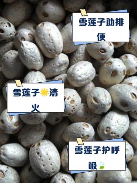 雪莲子图片大全_雪莲子长什么样-第1张图片-山城妙识