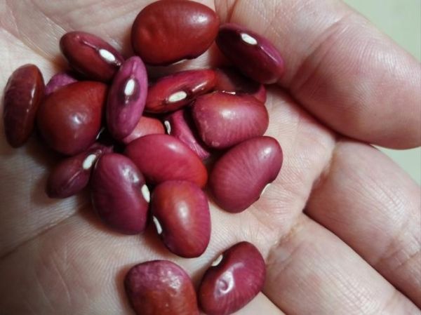 相思豆图片_相思豆长什么样-第1张图片-山城妙识