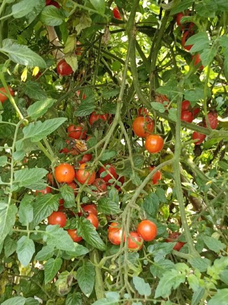 青枣什么时候成熟_青枣成熟月份-第3张图片-山城妙识 青枣什么时候成熟_青枣成熟月份-第3张图片-山城妙识