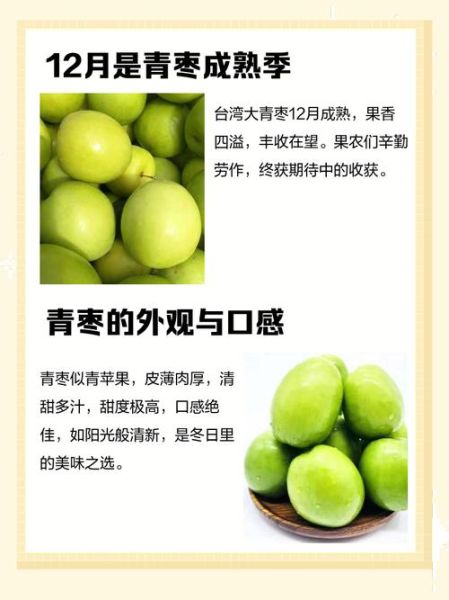 青枣什么时候成熟_青枣成熟月份-第2张图片-山城妙识 青枣什么时候成熟_青枣成熟月份-第2张图片-山城妙识