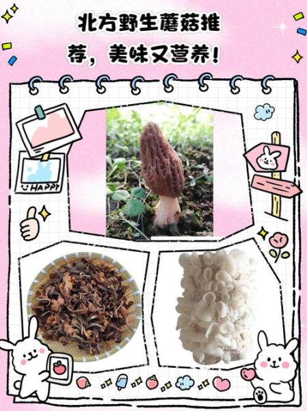 野生蘑菇的功效与作用_野生蘑菇怎么吃才安全-第3张图片-山城妙识 野生蘑菇的功效与作用_野生蘑菇怎么吃才安全-第3张图片-山城妙识