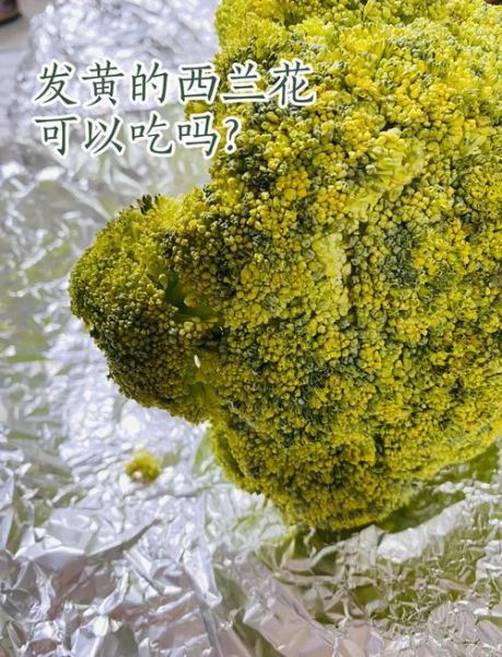 西兰花变黄了还能吃吗_西兰花变黄后怎么处理-第1张图片-山城妙识 西兰花变黄了还能吃吗_西兰花变黄后怎么处理-第1张图片-山城妙识