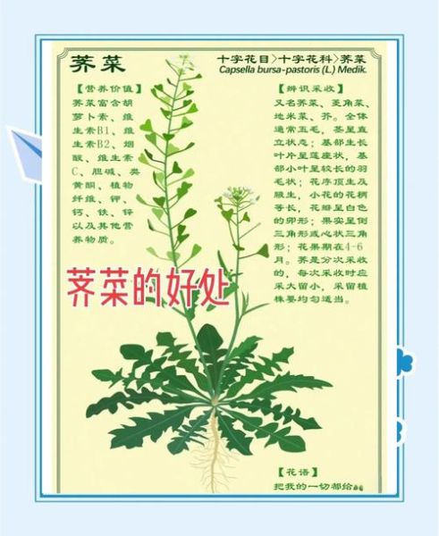 春芥菜的功效与作用_春芥菜什么人不能吃-第1张图片-山城妙识 春芥菜的功效与作用_春芥菜什么人不能吃-第1张图片-山城妙识