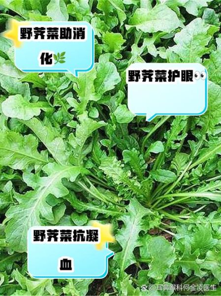 春芥菜的功效与作用_春芥菜什么人不能吃-第3张图片-山城妙识 春芥菜的功效与作用_春芥菜什么人不能吃-第3张图片-山城妙识