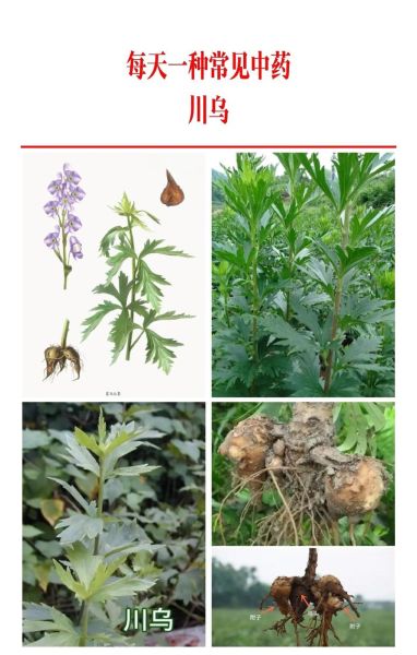 川乌的功效与作用_川乌的禁忌有哪些-第2张图片-山城妙识 川乌的功效与作用_川乌的禁忌有哪些-第2张图片-山城妙识