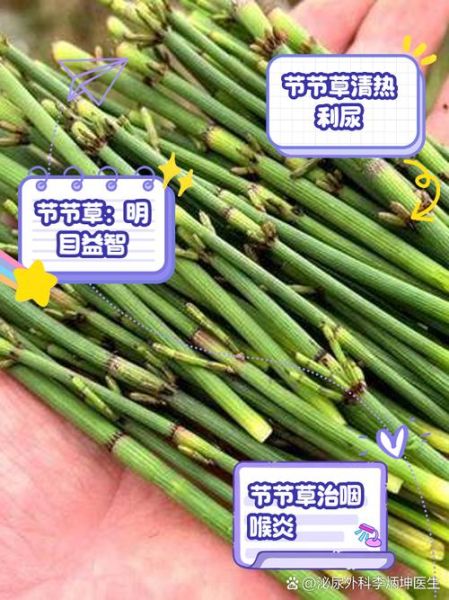 节节草的功效与作用_节节草能治什么病-第2张图片-山城妙识 节节草的功效与作用_节节草能治什么病-第2张图片-山城妙识
