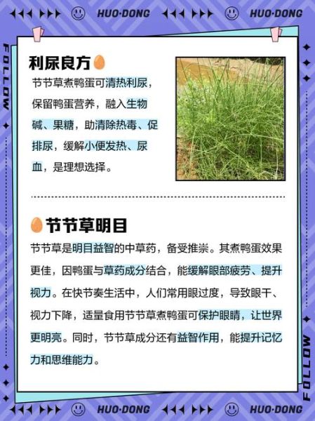 节节草的功效与作用_节节草能治什么病-第1张图片-山城妙识 节节草的功效与作用_节节草能治什么病-第1张图片-山城妙识