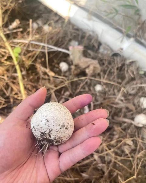 竹荪蛋是什么_竹荪蛋怎么吃-第2张图片-山城妙识 竹荪蛋是什么_竹荪蛋怎么吃-第2张图片-山城妙识