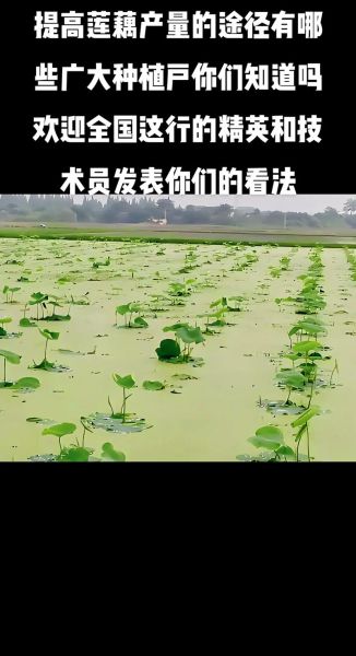 莲藕种植技术大全_莲藕怎么种才能高产-第2张图片-山城妙识 莲藕种植技术大全_莲藕怎么种才能高产-第2张图片-山城妙识