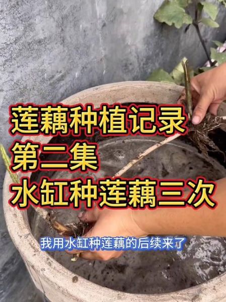 莲藕种植技术大全_莲藕怎么种才能高产-第1张图片-山城妙识 莲藕种植技术大全_莲藕怎么种才能高产-第1张图片-山城妙识