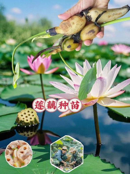 莲藕种植技术大全_莲藕怎么种才能高产-第3张图片-山城妙识 莲藕种植技术大全_莲藕怎么种才能高产-第3张图片-山城妙识
