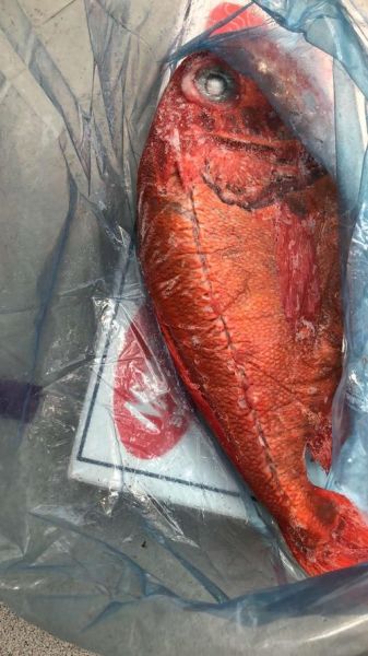 长寿鱼图片多少钱一斤_长寿鱼市场价格-第1张图片-山城妙识 长寿鱼图片多少钱一斤_长寿鱼市场价格-第1张图片-山城妙识