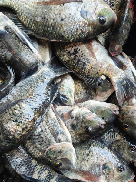 长寿鱼图片多少钱一斤_长寿鱼市场价格-第3张图片-山城妙识 长寿鱼图片多少钱一斤_长寿鱼市场价格-第3张图片-山城妙识