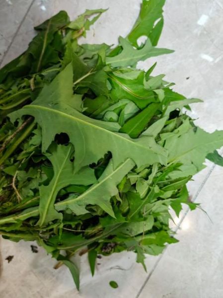 苦苣图片大全_苦苣长什么样-第3张图片-山城妙识