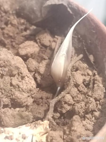 冻蒜怎么腌制好吃_冻蒜腌制方法配料-第3张图片-山城妙识