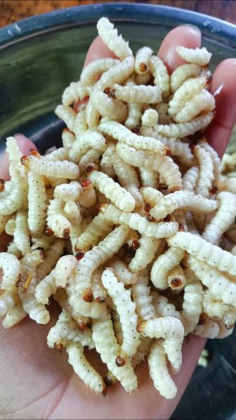 竹笋虫的功效与作用_竹笋虫怎么吃效果最好-第1张图片-山城妙识 竹笋虫的功效与作用_竹笋虫怎么吃效果最好-第1张图片-山城妙识