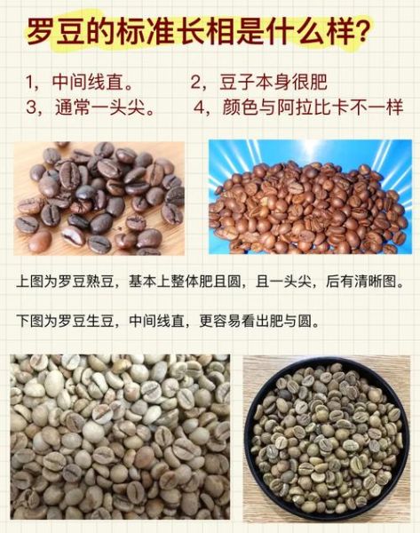 咖啡豆图片大全真实图片_如何辨别阿拉比卡与罗布斯塔-第3张图片-山城妙识