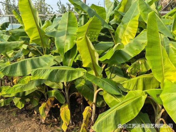 芭蕉树的功效与作用_芭蕉叶能做什么-第1张图片-山城妙识