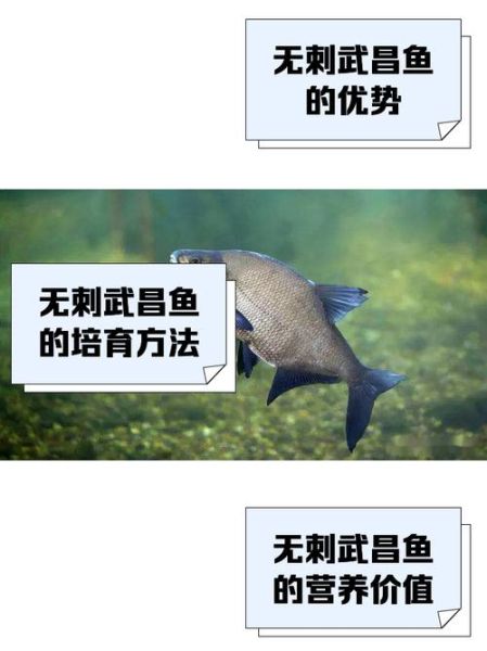 武昌鱼为什么叫武昌鱼_武昌鱼名称由来-第1张图片-山城妙识