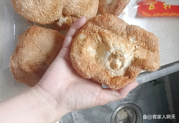 干猴头菇怎么吃_干猴头菇泡发技巧-第3张图片-山城妙识
