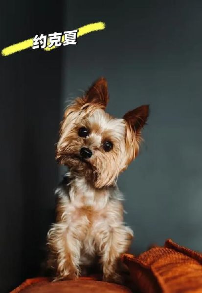 适合家养的小型狗有哪些_不掉毛的小型犬推荐-第3张图片-山城妙识