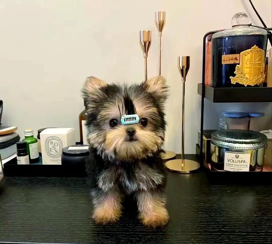 适合家养的小型狗有哪些_不掉毛的小型犬推荐-第2张图片-山城妙识