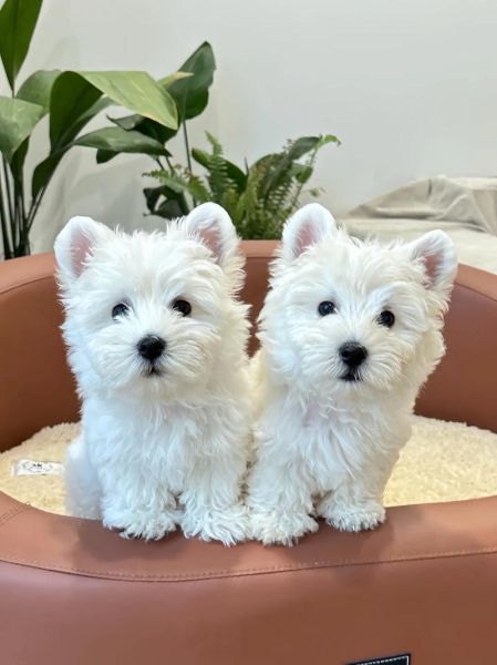 适合家养的小型狗有哪些_不掉毛的小型犬推荐-第1张图片-山城妙识